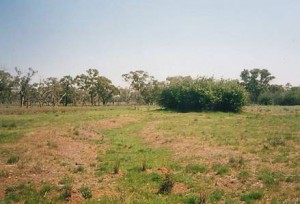 Chinese market gardens in southern and western New South Wales – AHR